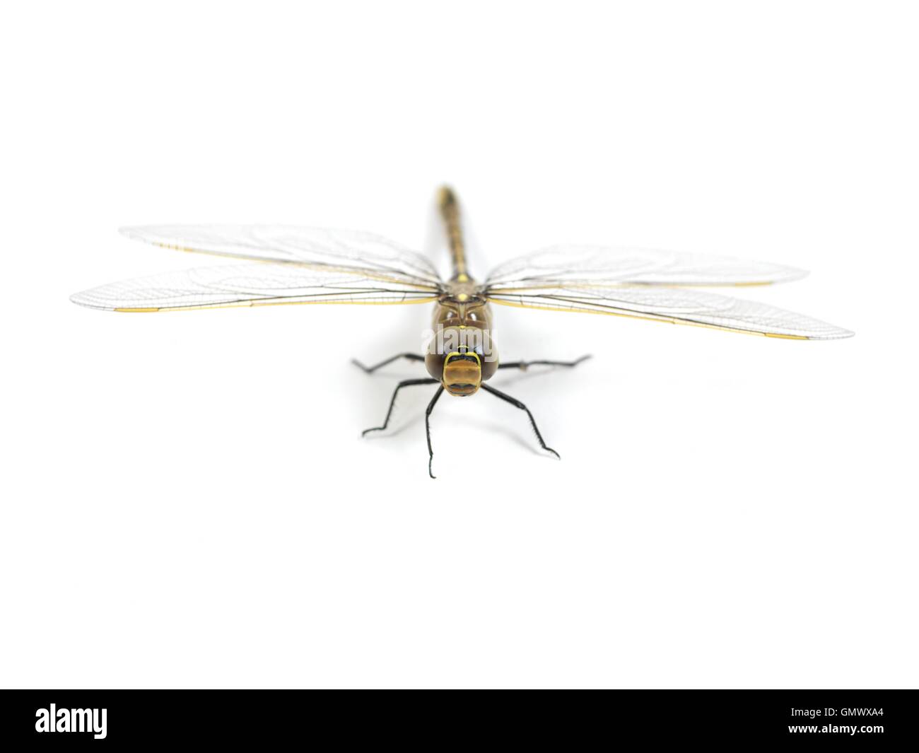 Dragonfly park Cut Out Stock Images & Pictures - Alamy