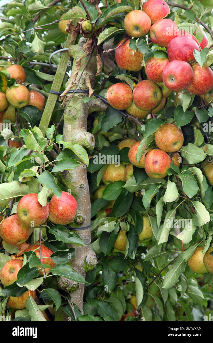 closeup of tree full of apples Stock Photo - Alamy