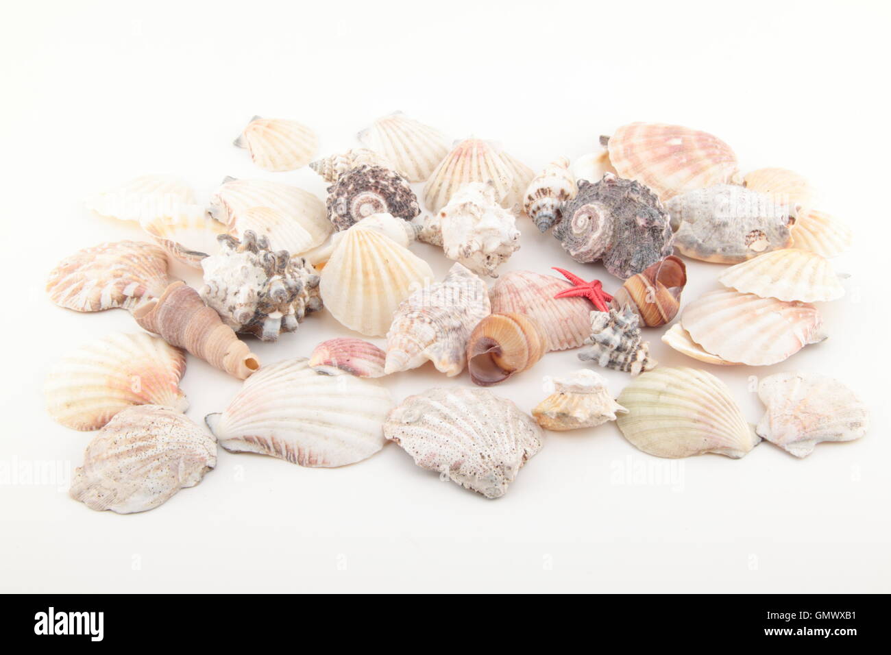 Seashell assortment hi-res stock photography and images - Alamy