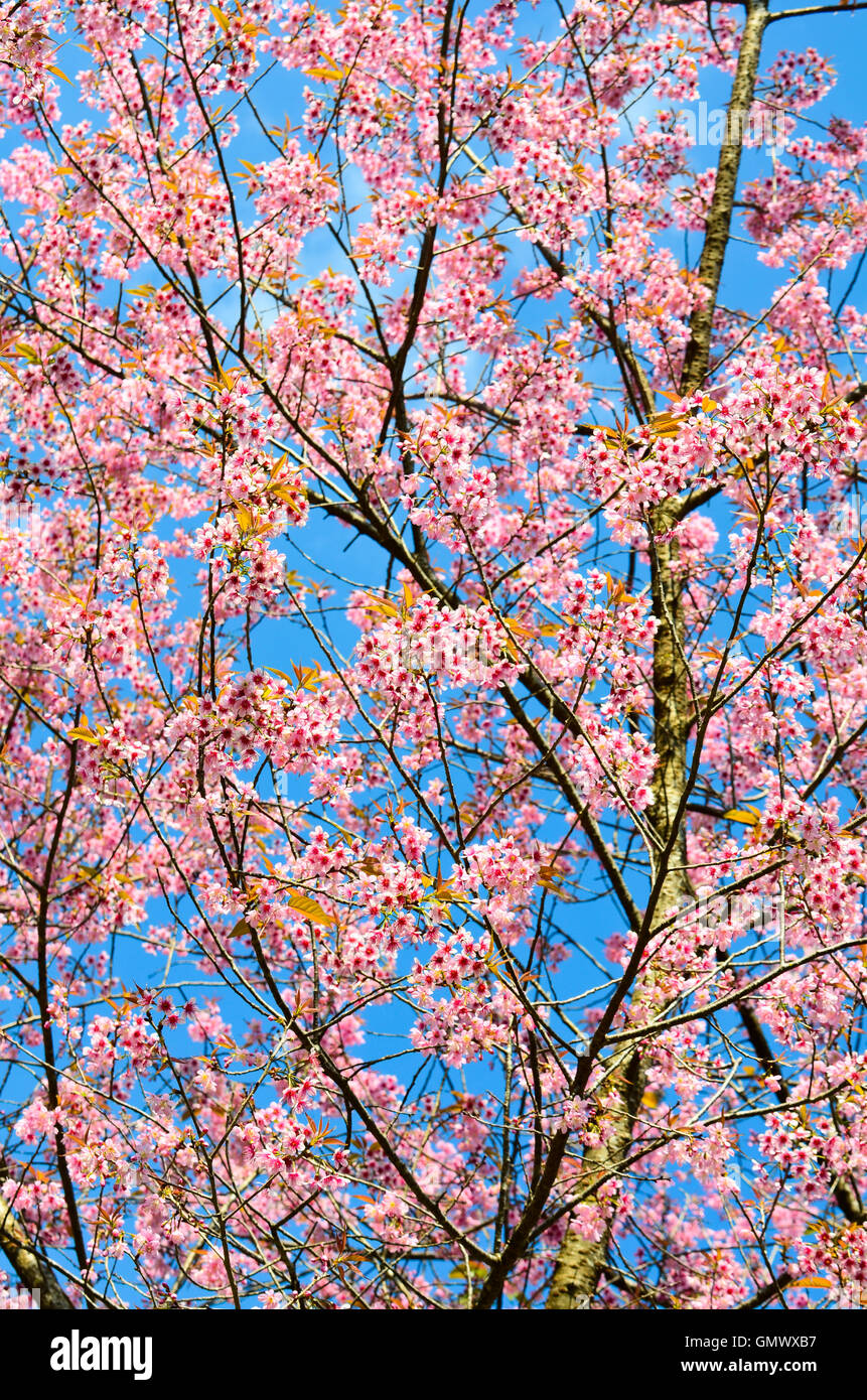 Tree with transparent flowers hi-res stock photography and images - Alamy