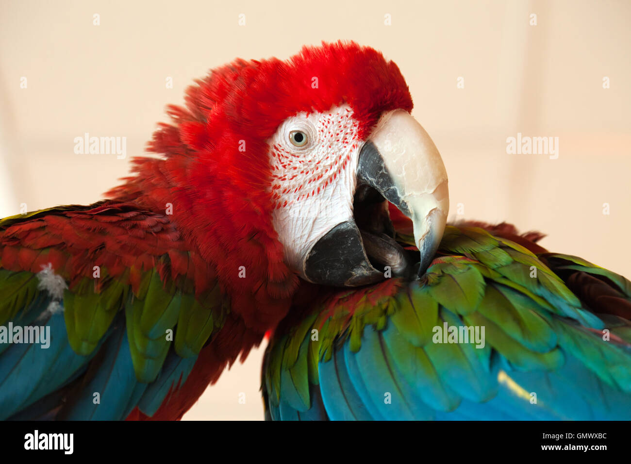 Bird exotic pet hi-res stock photography and images - Alamy