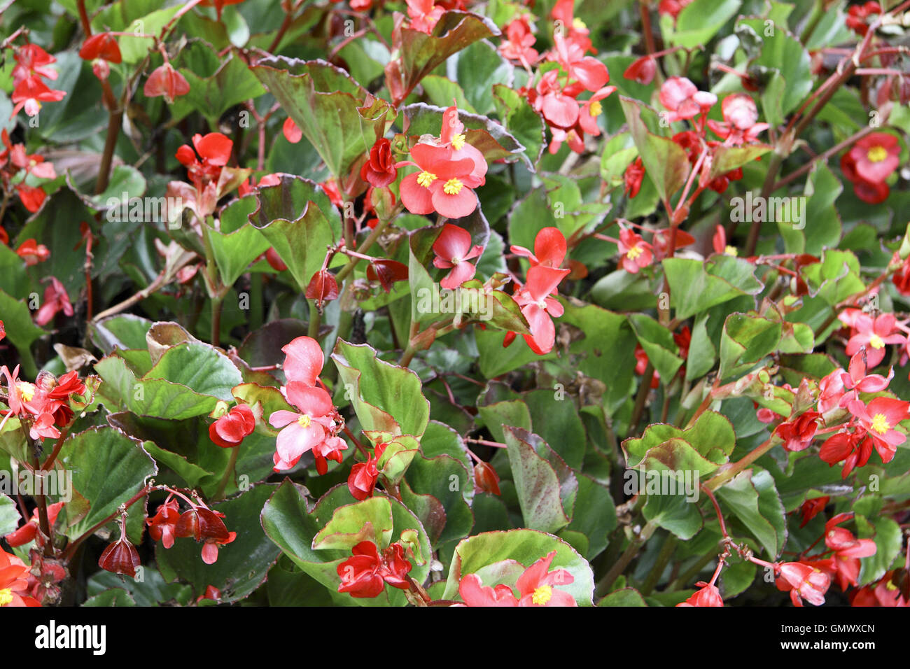 red flowers and green plants Stock Photo - Alamy