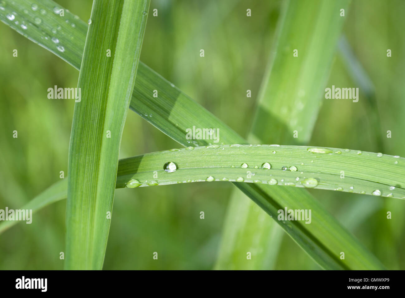 Water drop on green grass Stock Photo - Alamy
