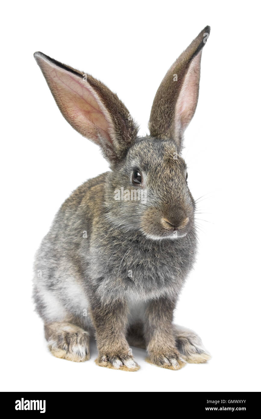 Gray animals Cut Out Stock Images & Pictures - Alamy