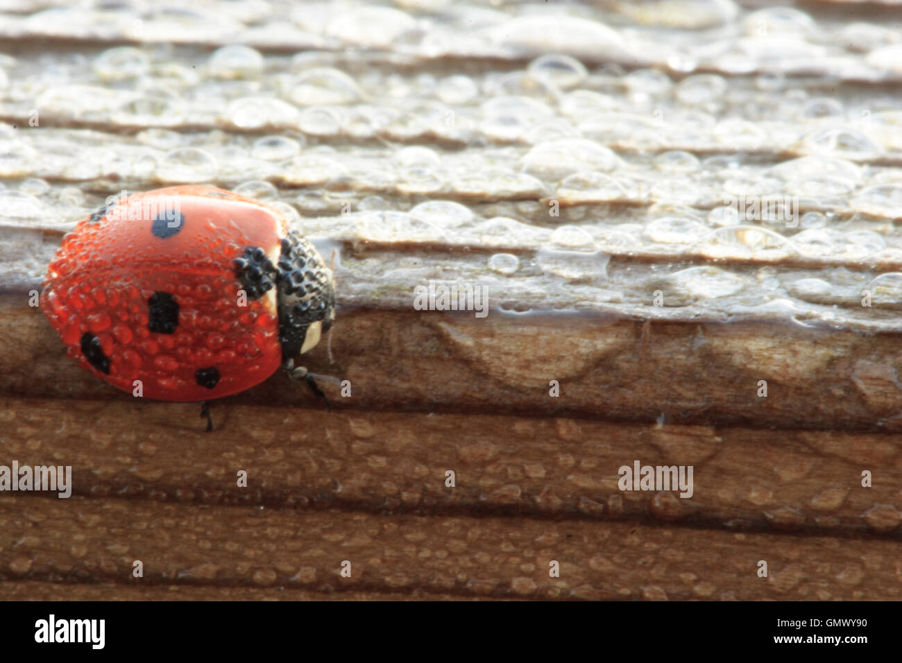 Ladybug covered by morning dew hi-res stock photography and images - Alamy