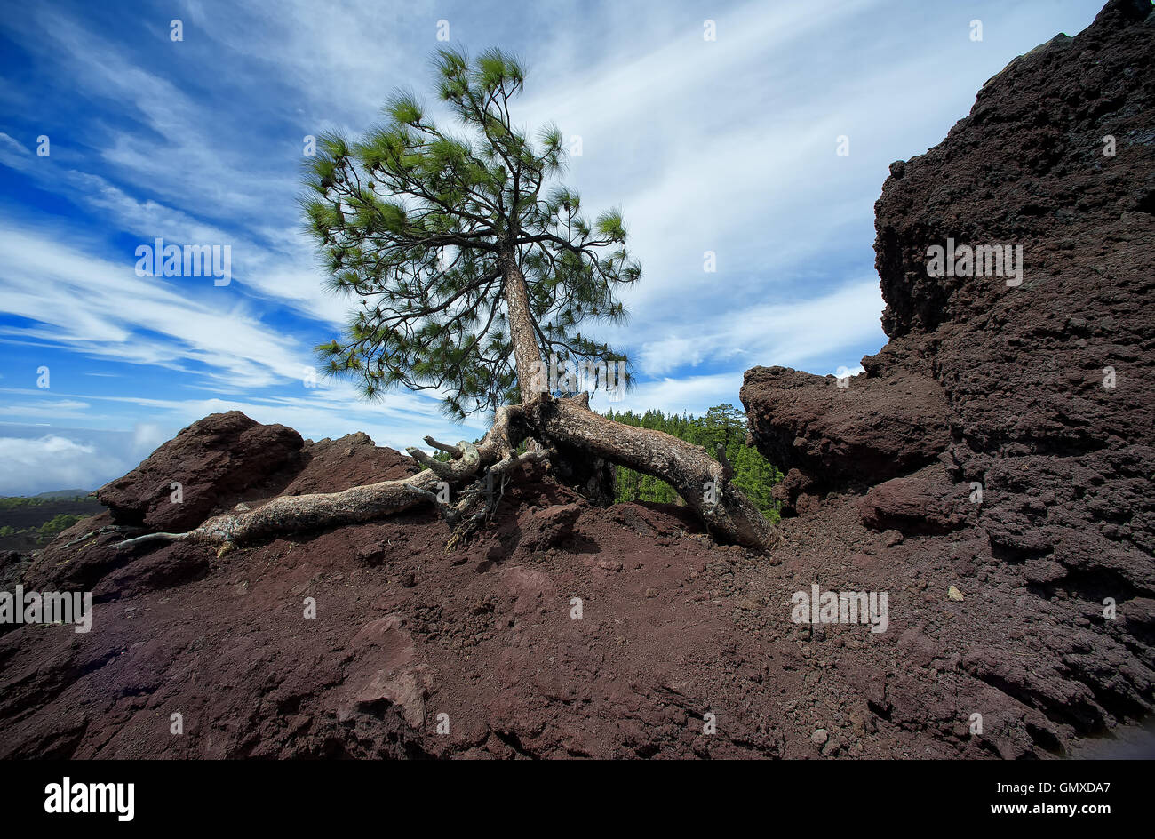 pine tree with roots individual volcanic soil blue sky clouds dramatic ...