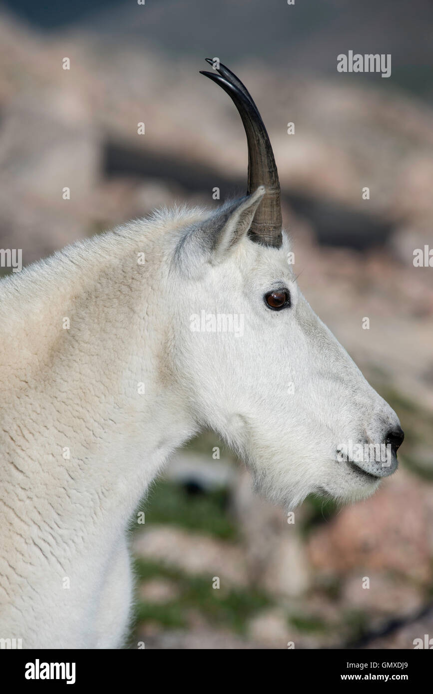 Mountain Goat (Oreamnos americanus) Adult, head view, Mount Evans ...