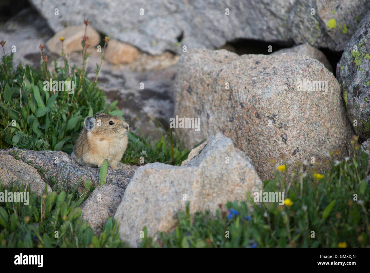 American pika rocky mountains colorado hi-res stock photography and ...