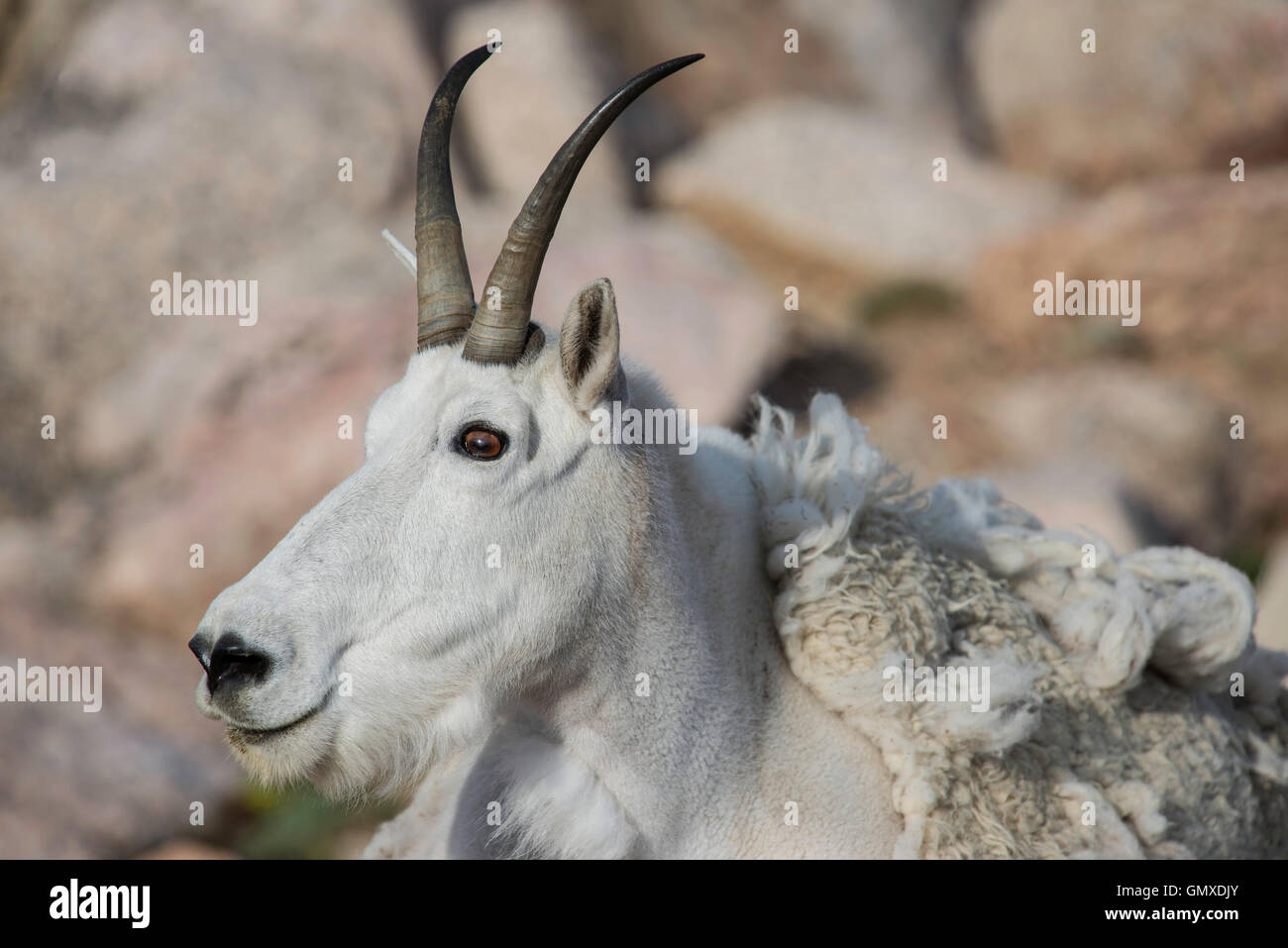 Mountain Goat (Oreamnos americanus) Adult, head view, Mount Evans ...