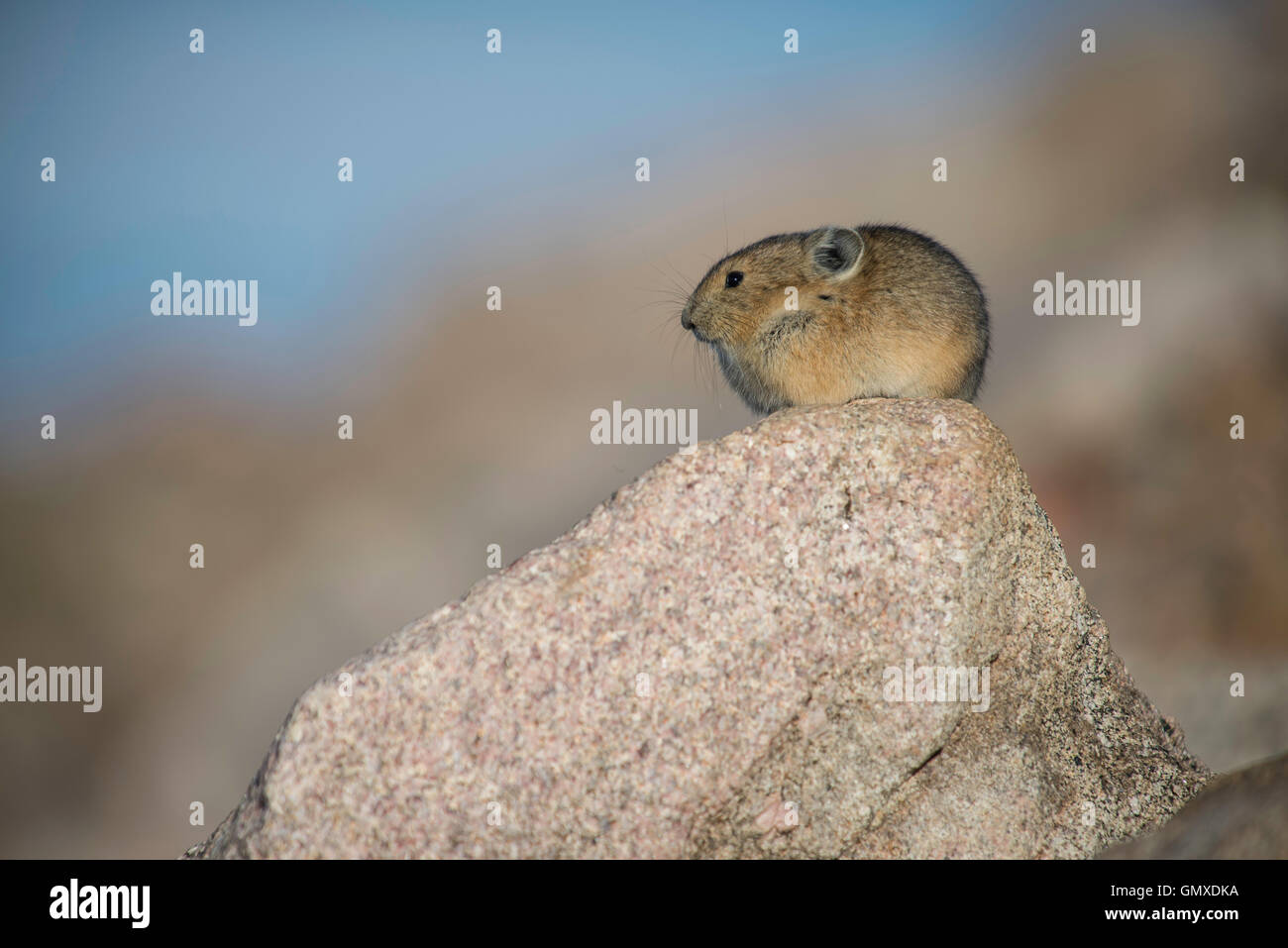 American pika rocky mountains colorado hi-res stock photography and ...