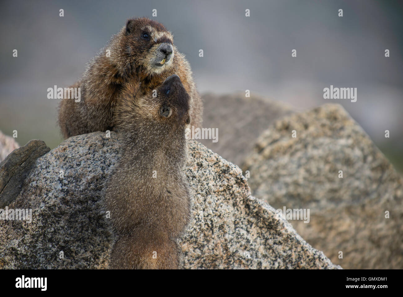 Yellow-bellied Marmot (Marmota flaviventris), Mother and baby, Mount ...