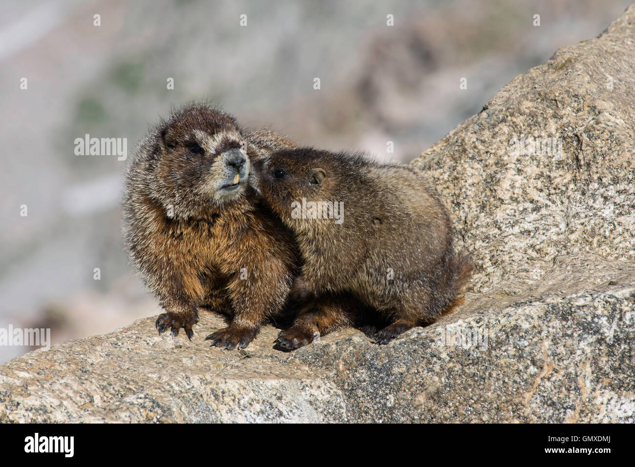 Yellow-bellied Marmot (Marmota flaviventris), Mother and baby, Mount ...