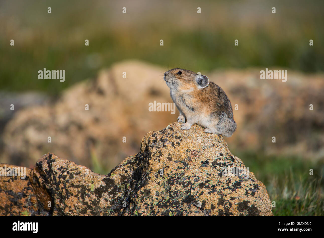 American Pika, Pica, (Ochotona princeps) perched on rock, alpine zone ...