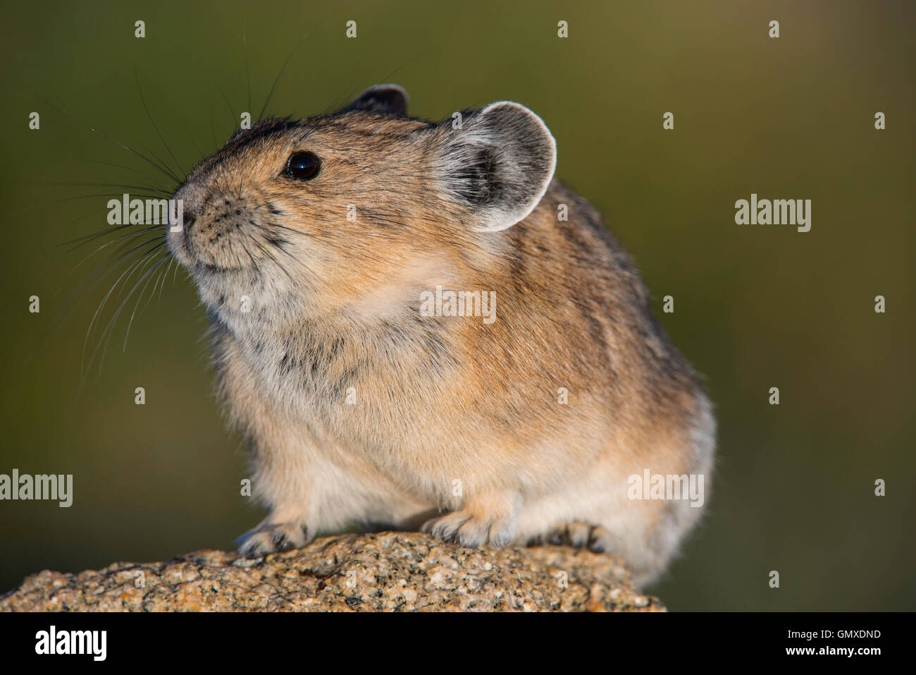 American pikas habitats hi-res stock photography and images - Alamy