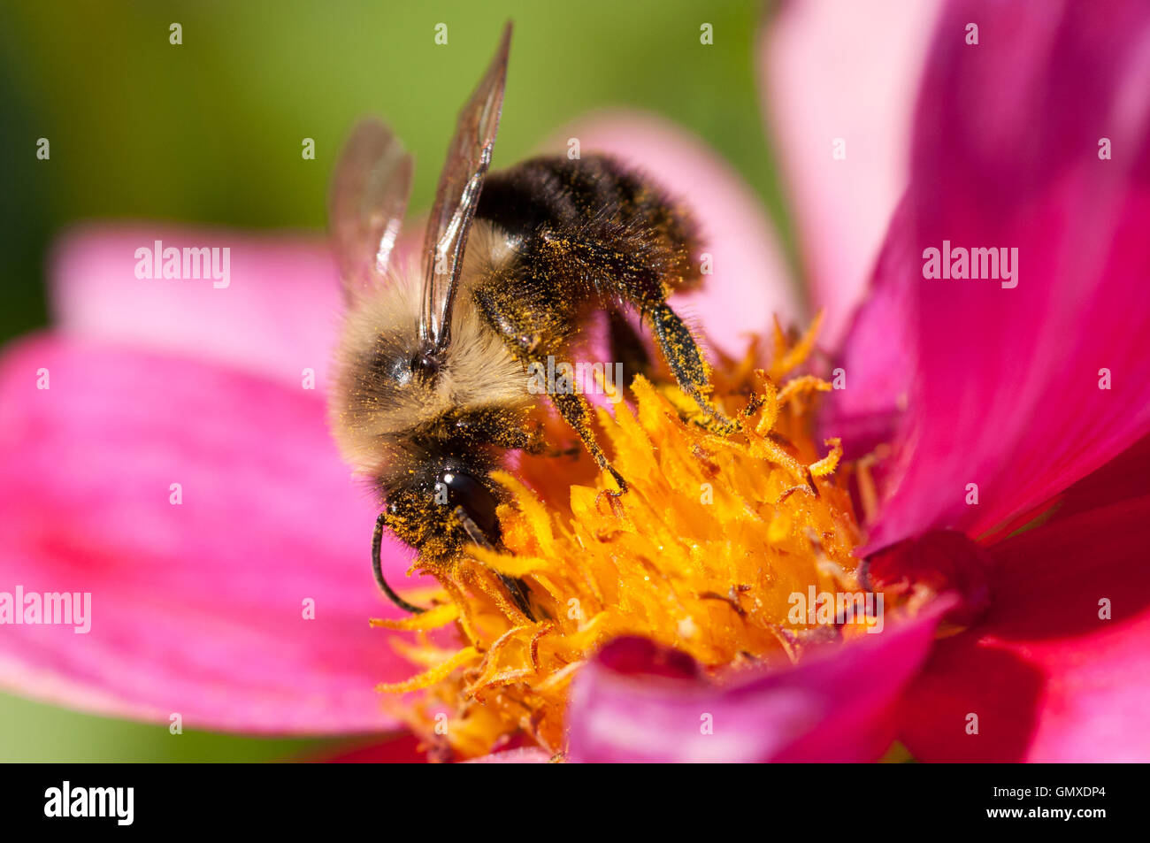 A honey bee pollinating a flower Stock Photo - Alamy