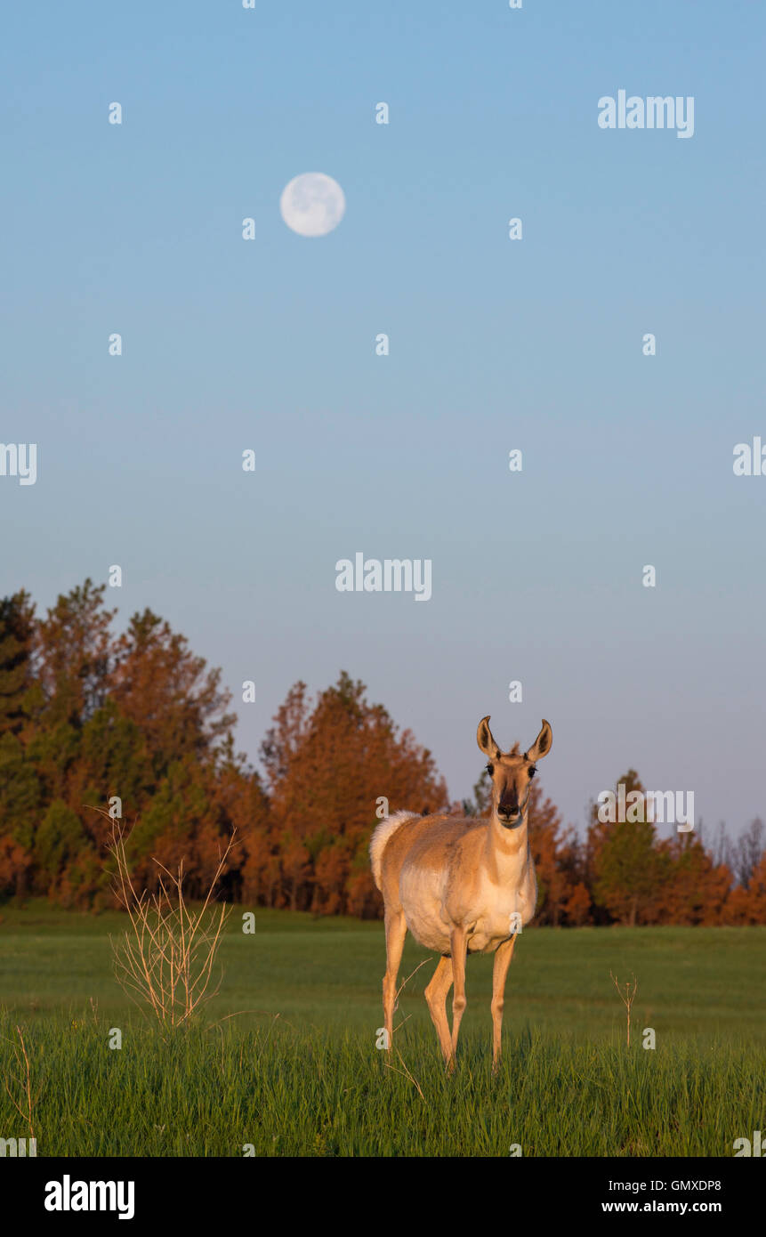 Pronghorn Antelope (Antilocarpa americana) full moon setting, Wind Cave ...