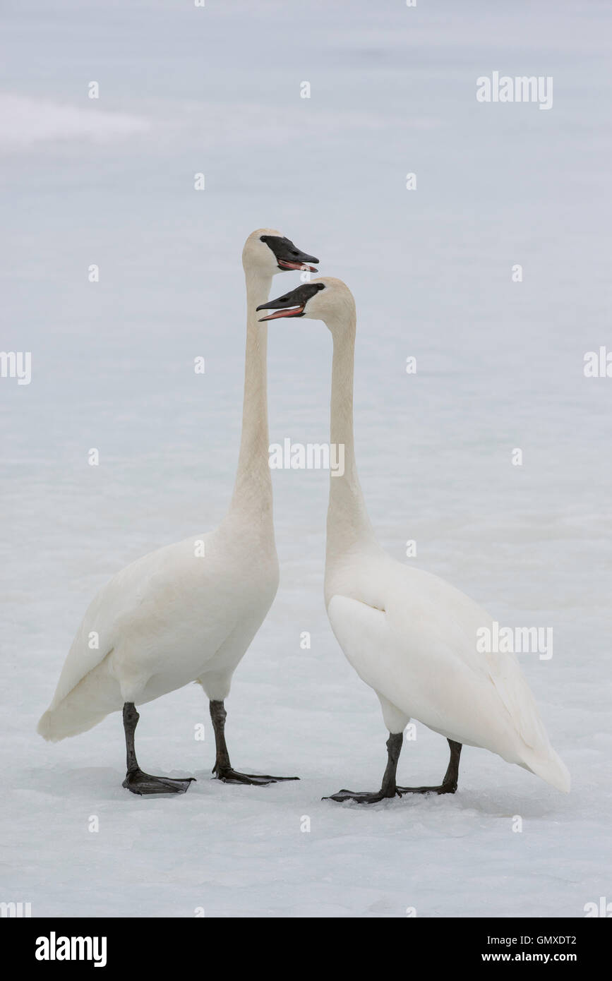 Trumpeter Swan (Cygnus buccinator) mated pair interacting, North ...