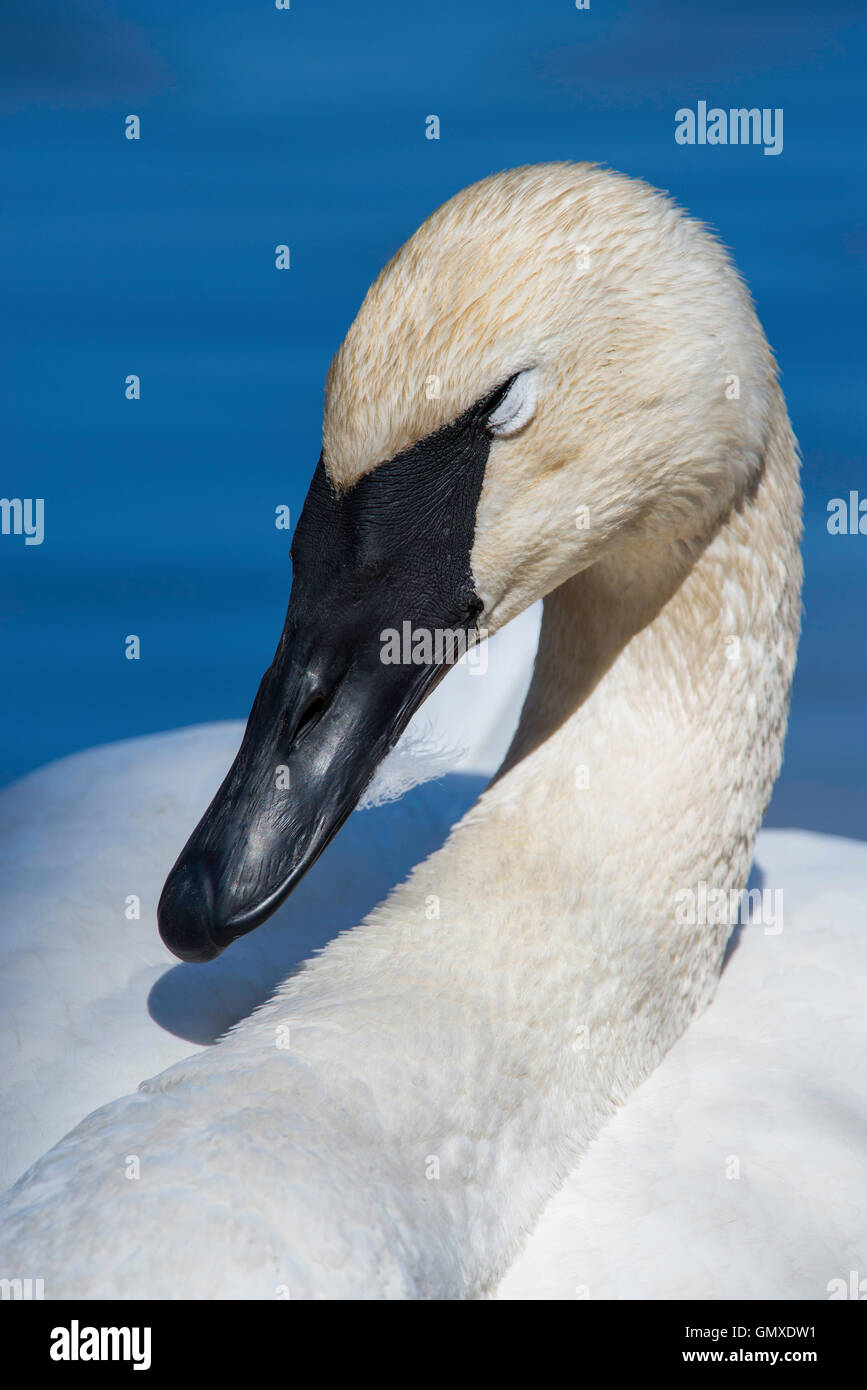 Black swan head picture hi-res stock photography and images - Alamy