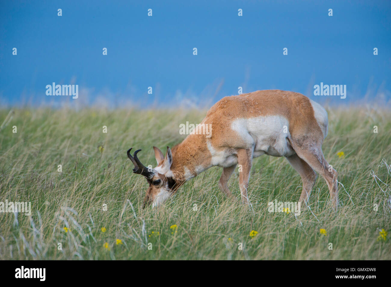 Picture antelope hi-res stock photography and images - Alamy