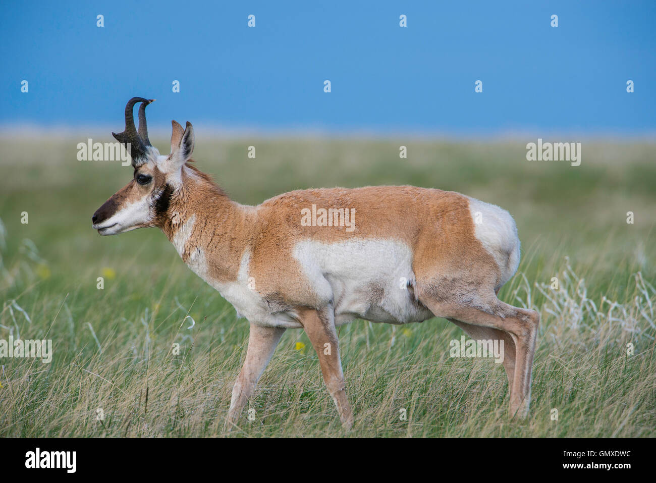 Pronghorn Antelope (Antilocarpa americana) foraging for food, prairie ...