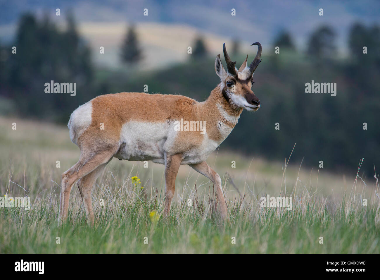 Pronghorn Antelope (Antilocarpa americana) W. North America Stock Photo ...