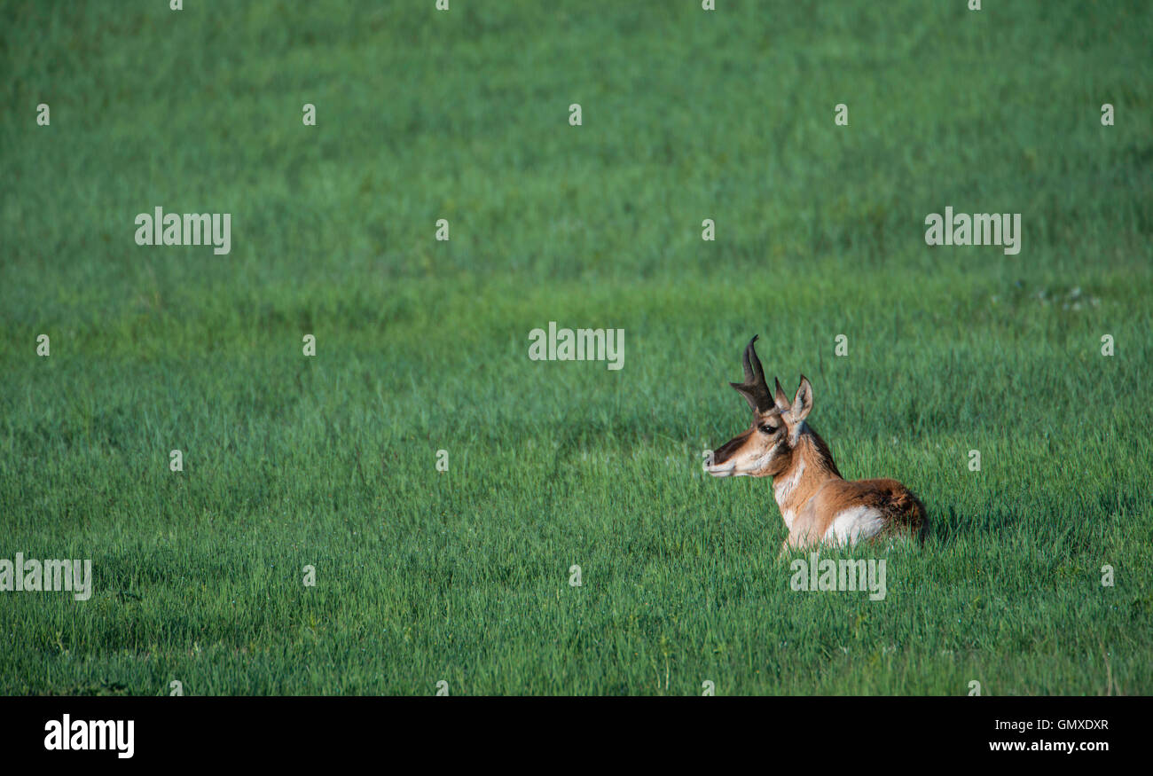 Pronghorn Antelope (Antilocarpa americana) resting among prairie ...