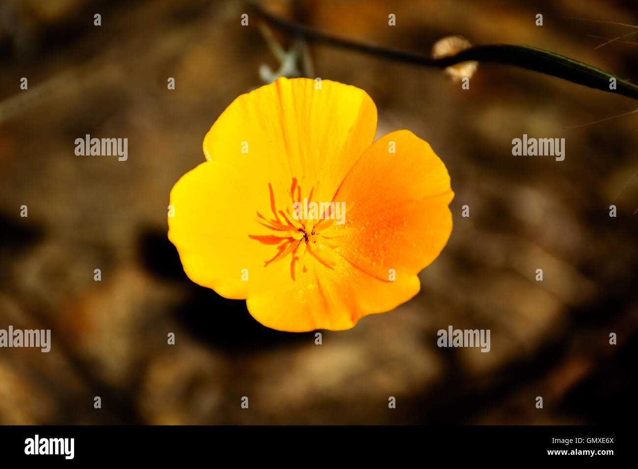 Red poppy cutout hi-res stock photography and images - Alamy