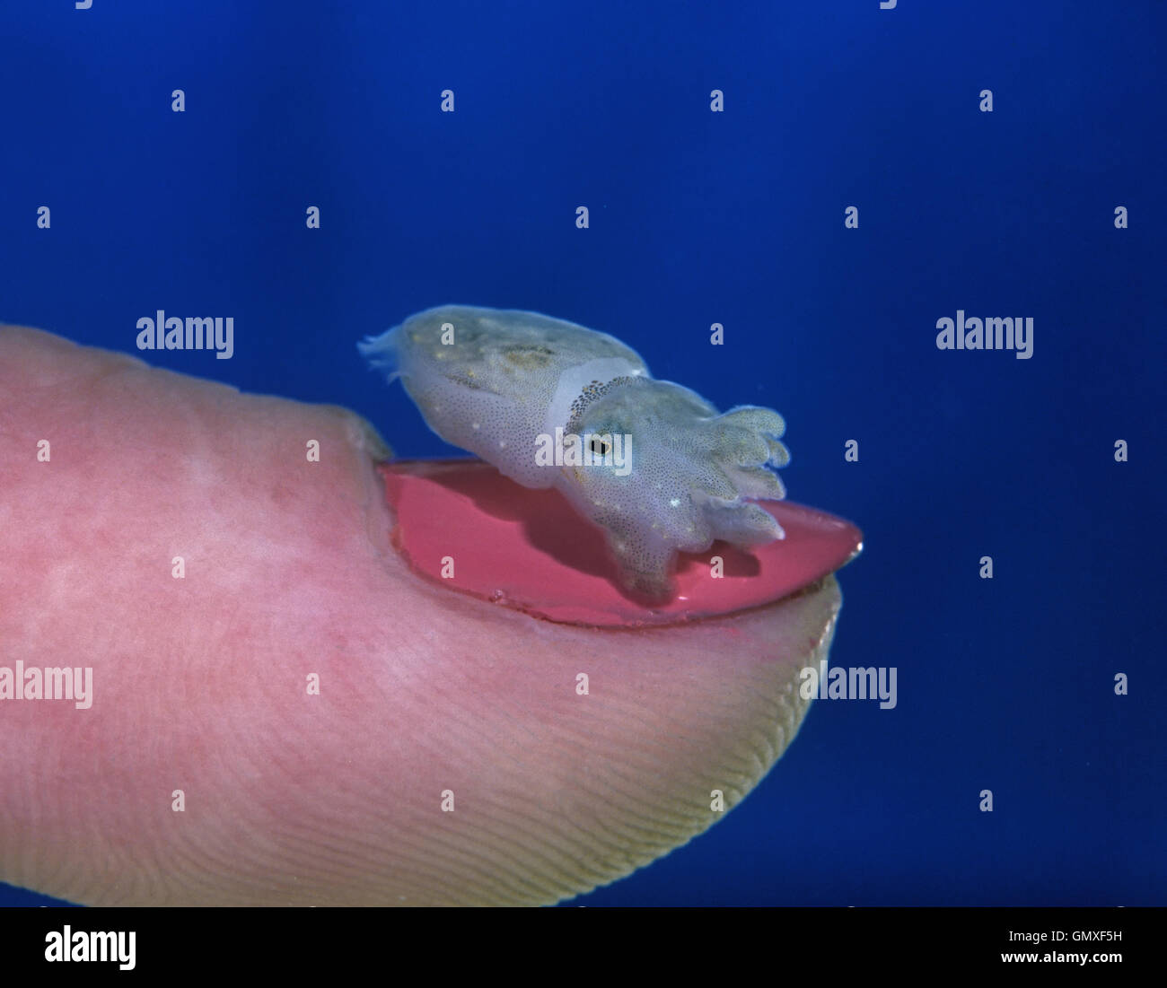 Common Nail High Resolution Stock Photography and Images - Alamy