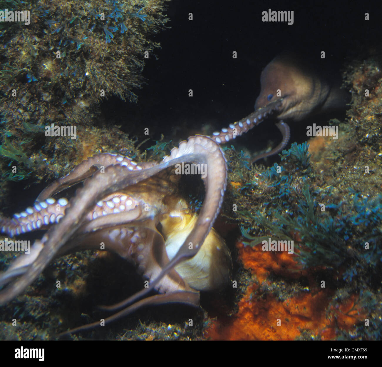 Octopus Teeth High Resolution Stock Photography and Images - Alamy