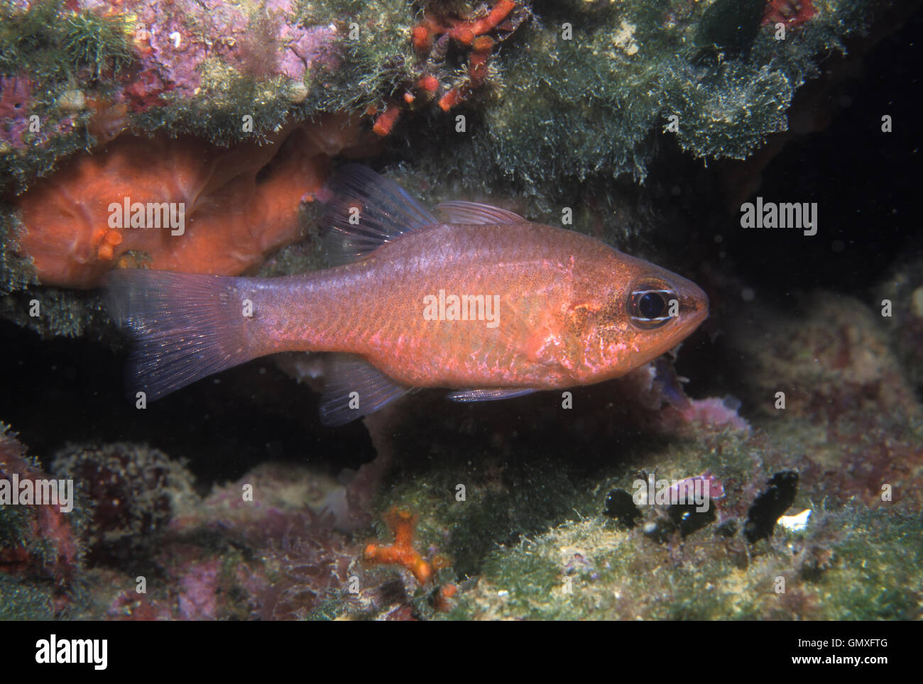 Mouth Brooding Fish High Resolution Stock Photography and Images - Alamy
