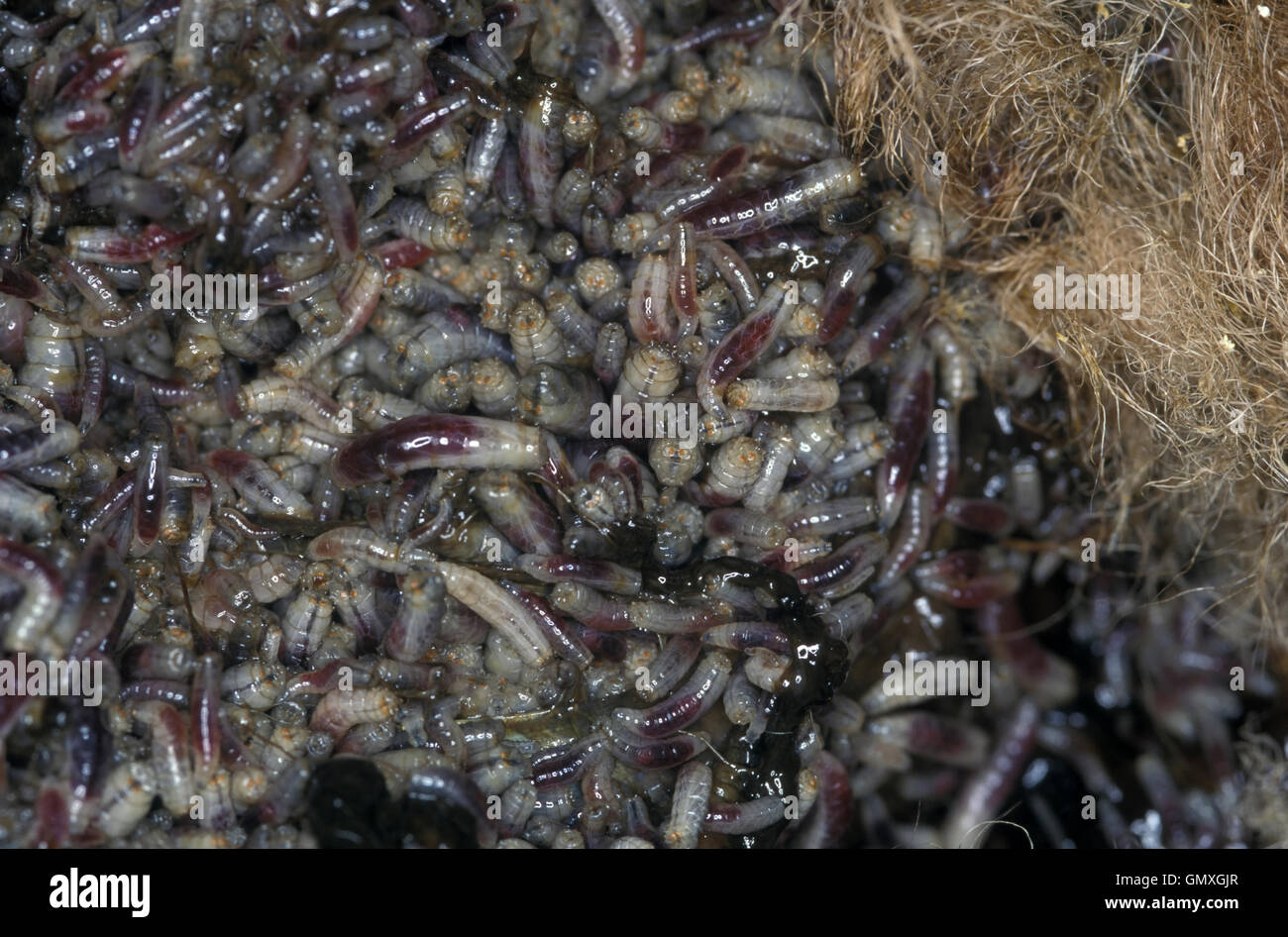 Blow Fly Larvae High Resolution Stock Photography and Images - Alamy