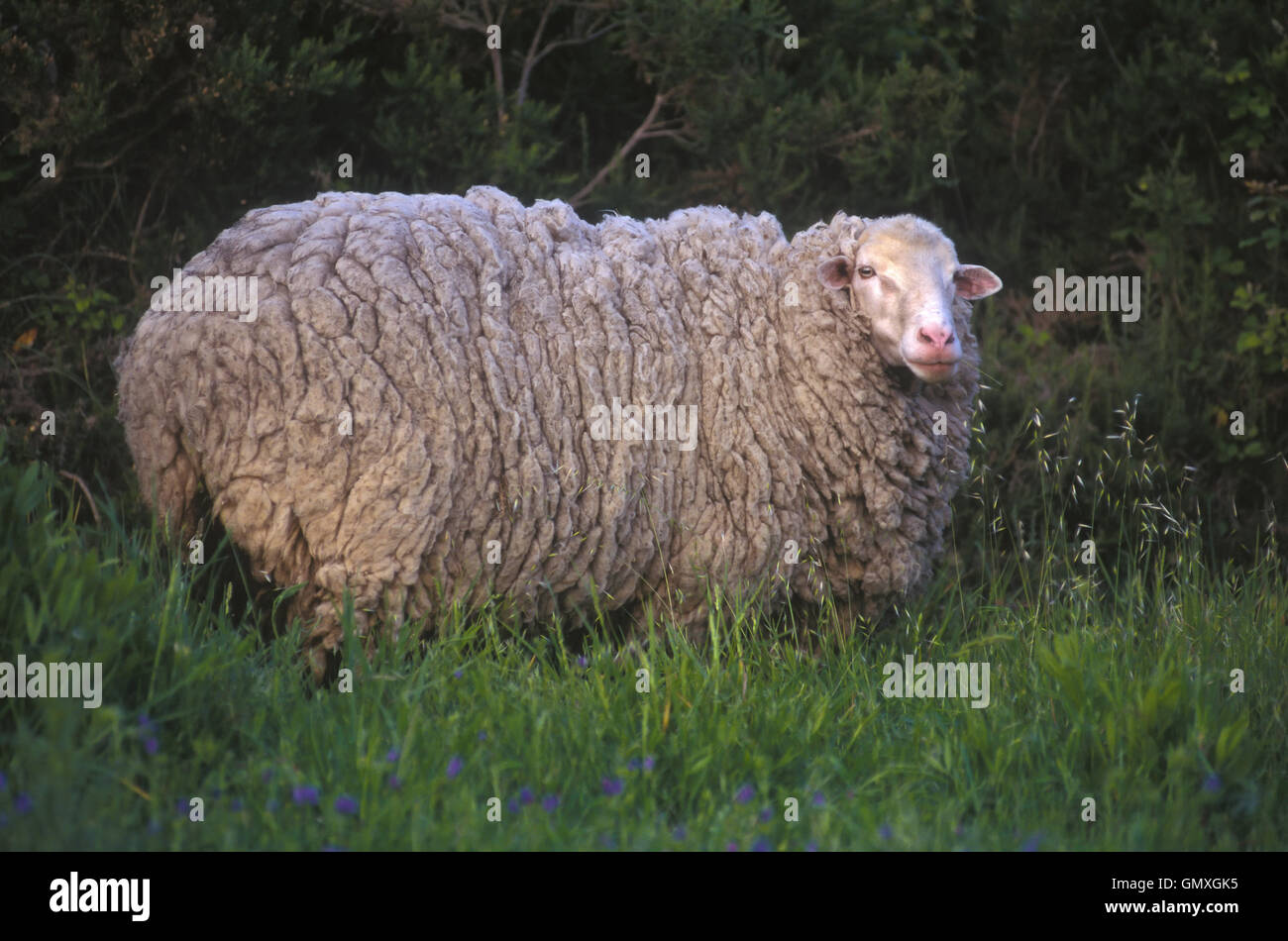 Clipping Sheep High Resolution Stock Photography and Images - Alamy