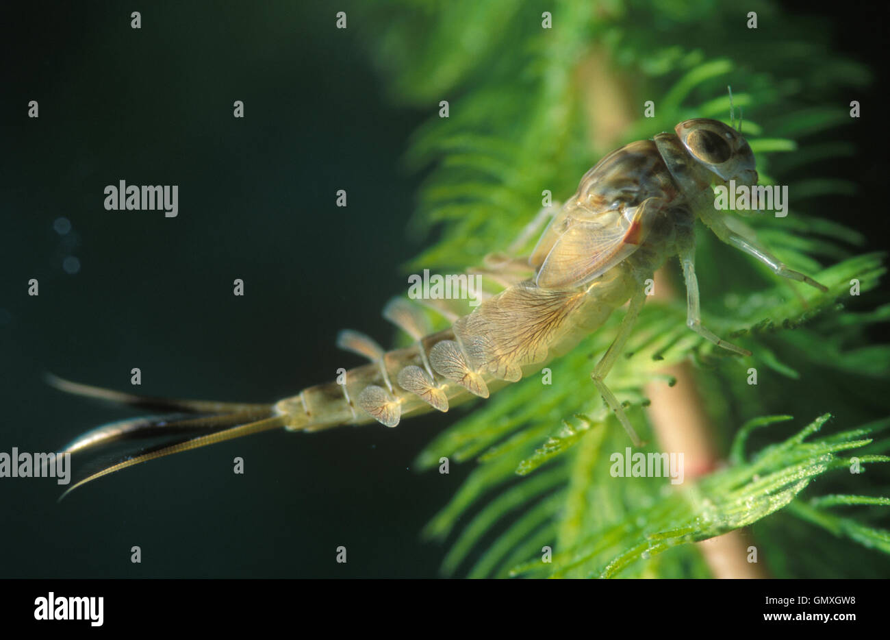 Trout Fishing Mayfly High Resolution Stock Photography and Images - Alamy