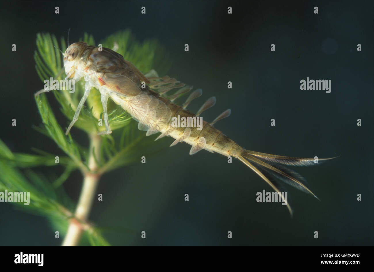 Aquatic Arthropods High Resolution Stock Photography and Images - Alamy