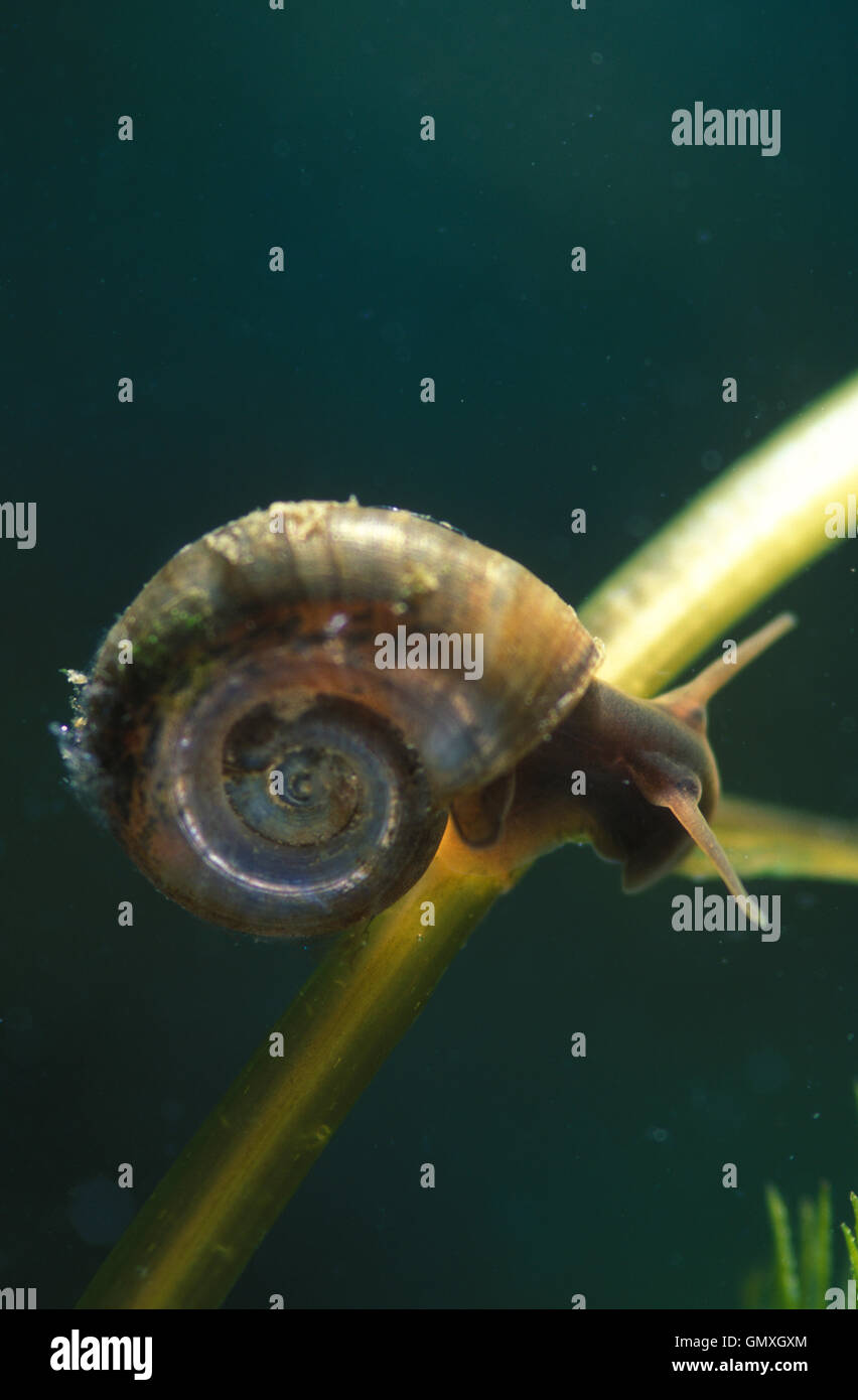 Planorbis Planorbis High Resolution Stock Photography and Images - Alamy