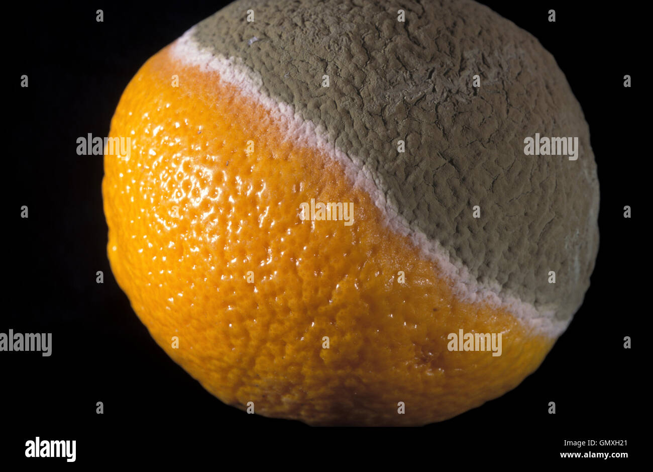 Orange With Mold High Resolution Stock Photography and Images - Alamy