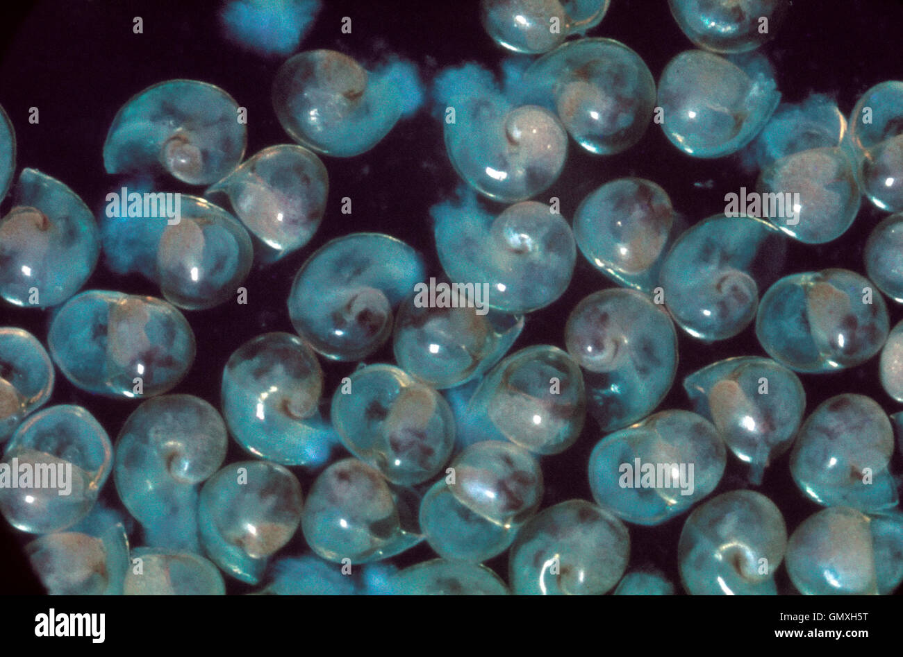 Veliger Stock Photos & Veliger Stock Images - Alamy