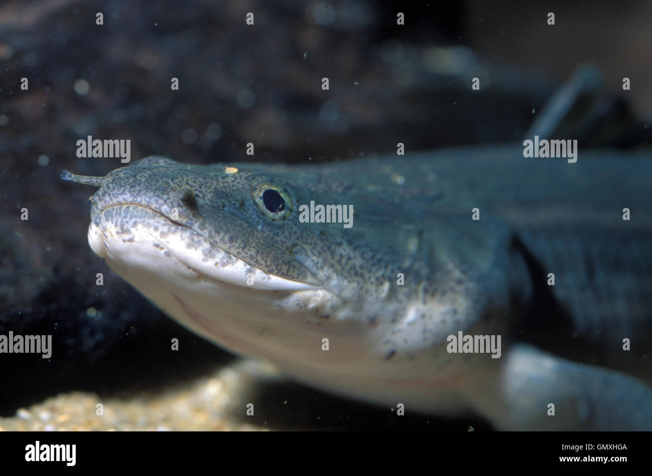 Portrait Of Aquarium Fish High Resolution Stock Photography and Images ...