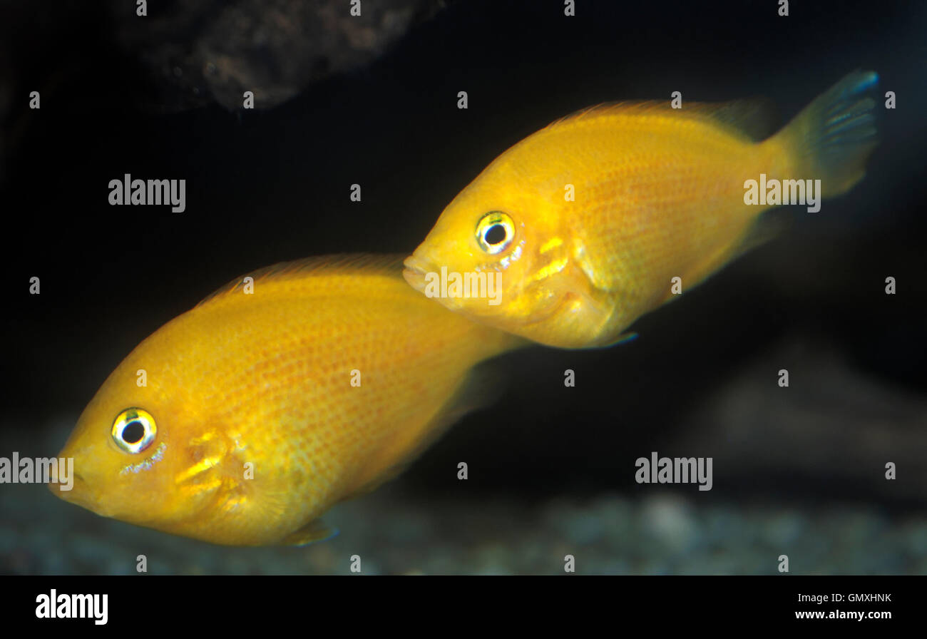 Cichlid Cichlids Horizontal High Resolution Stock Photography and ...