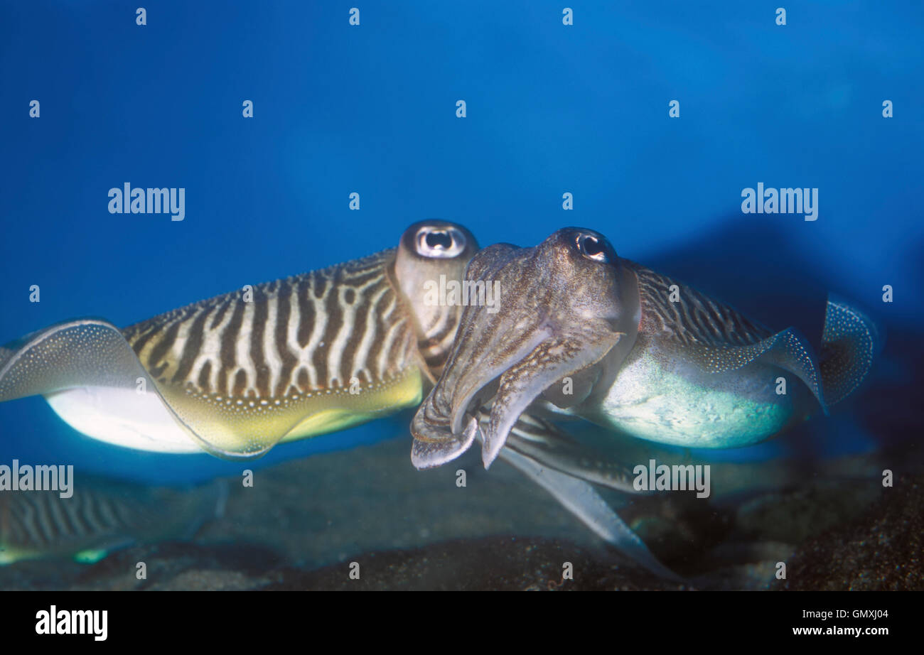 Mating Colours High Resolution Stock Photography and Images - Alamy