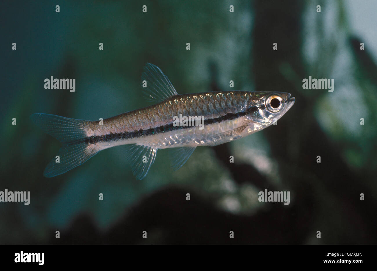 Rasbora Einthovenii High Resolution Stock Photography and Images - Alamy