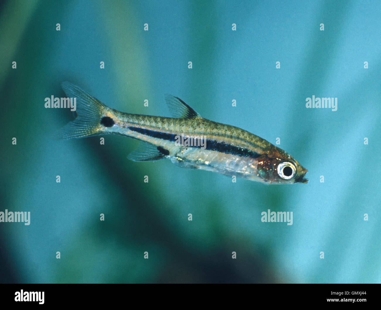 Fauna Southern Portugal High Resolution Stock Photography and Images ...