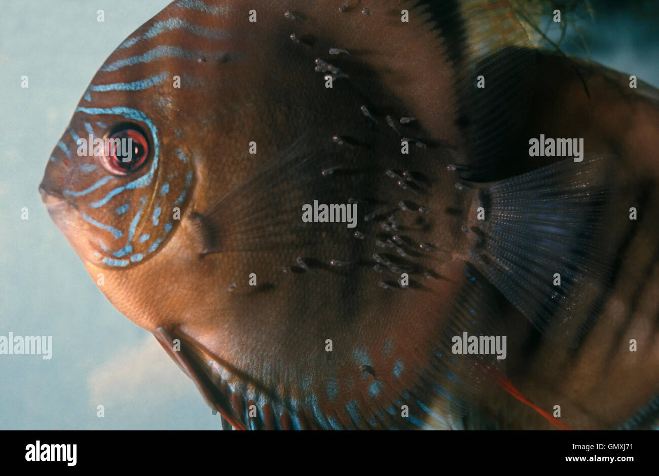 Skin Eating High Resolution Stock Photography and Images - Alamy