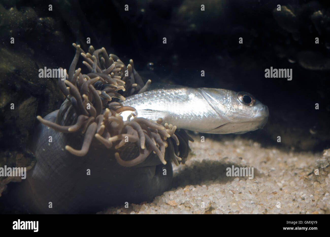 Golden Mullet High Resolution Stock Photography and Images - Alamy
