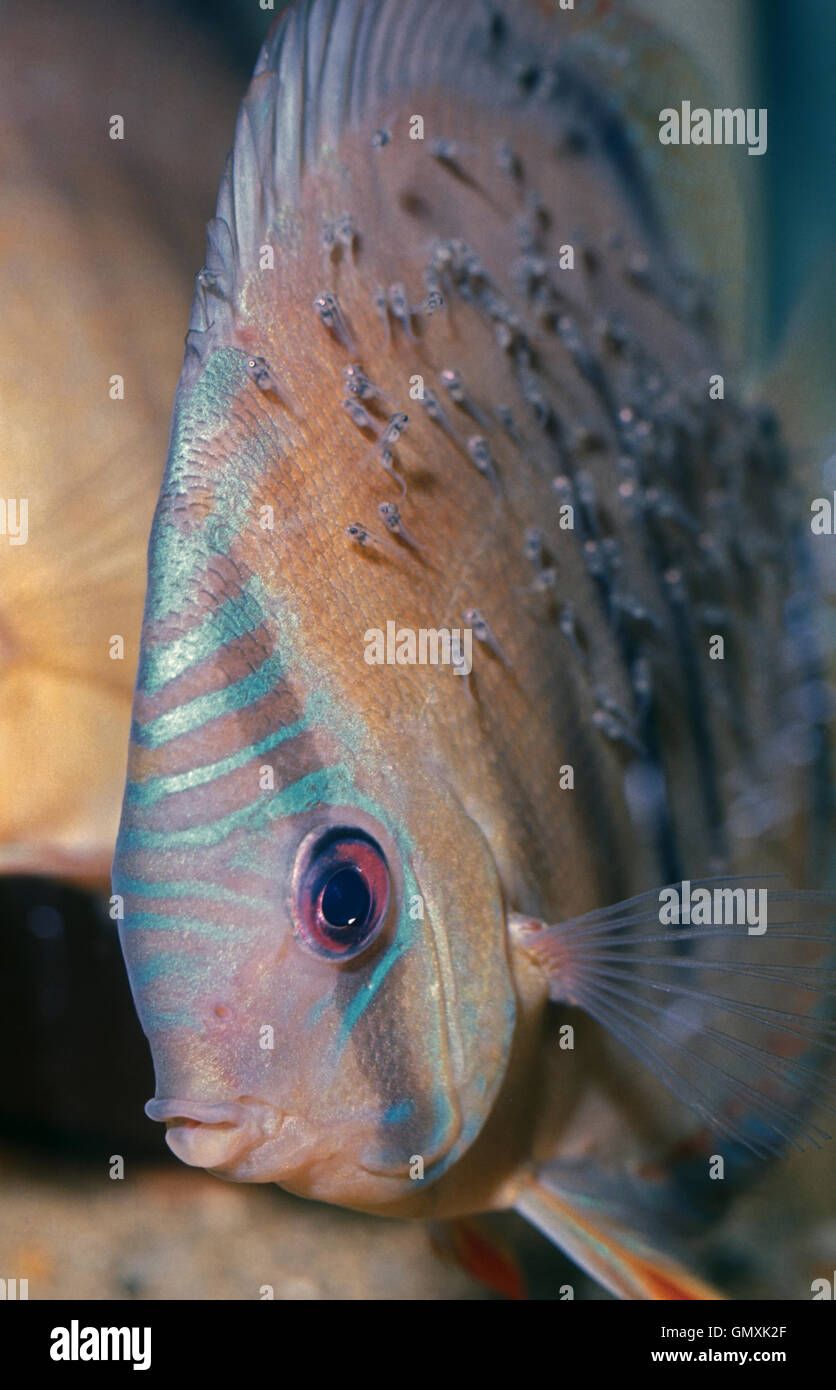 Skin Eating High Resolution Stock Photography and Images - Alamy