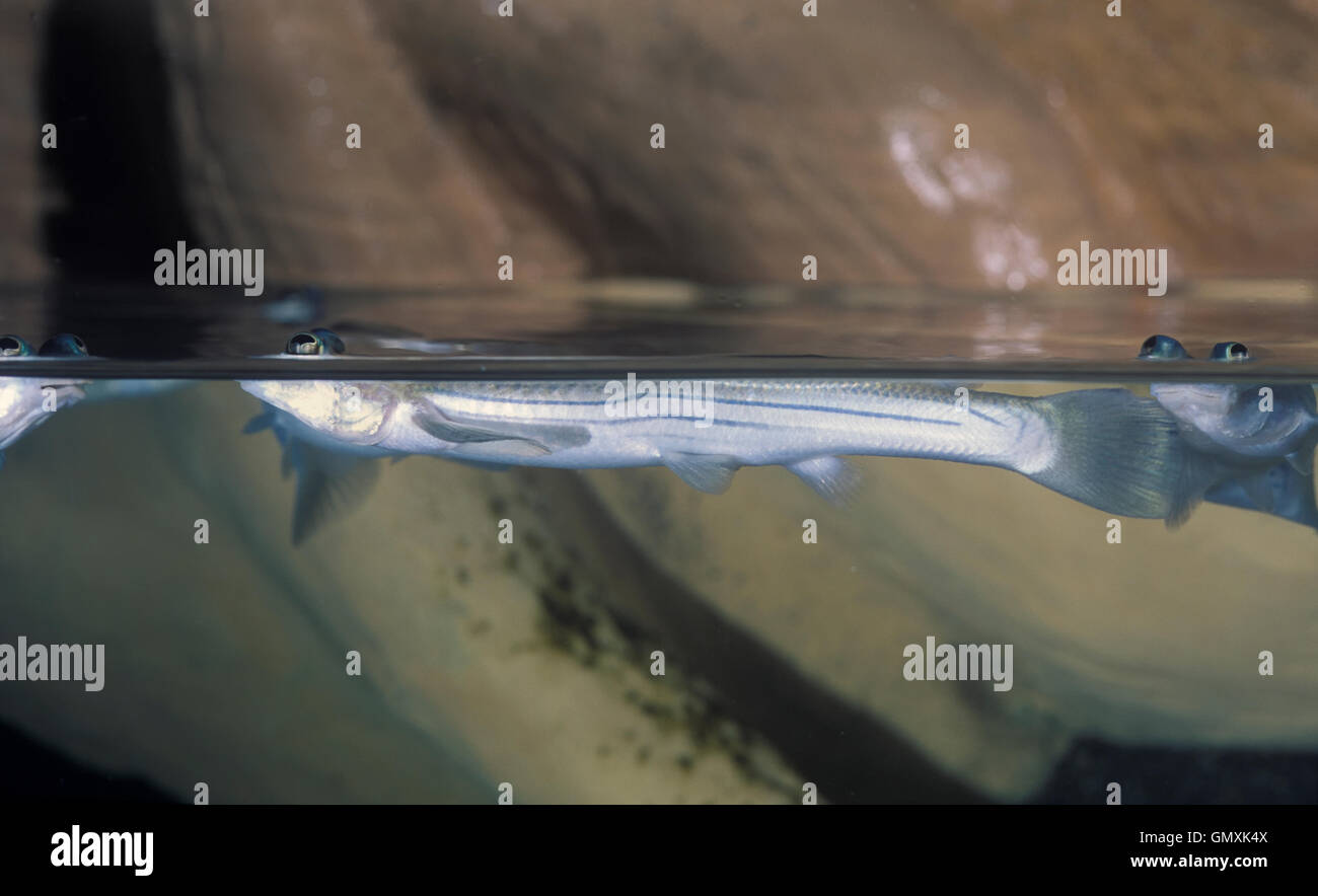 Anableps Anableps High Resolution Stock Photography and Images - Alamy