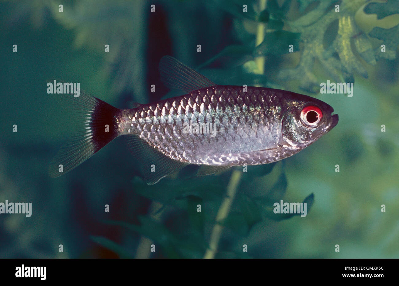 Redeye Tetra High Resolution Stock Photography and Images - Alamy