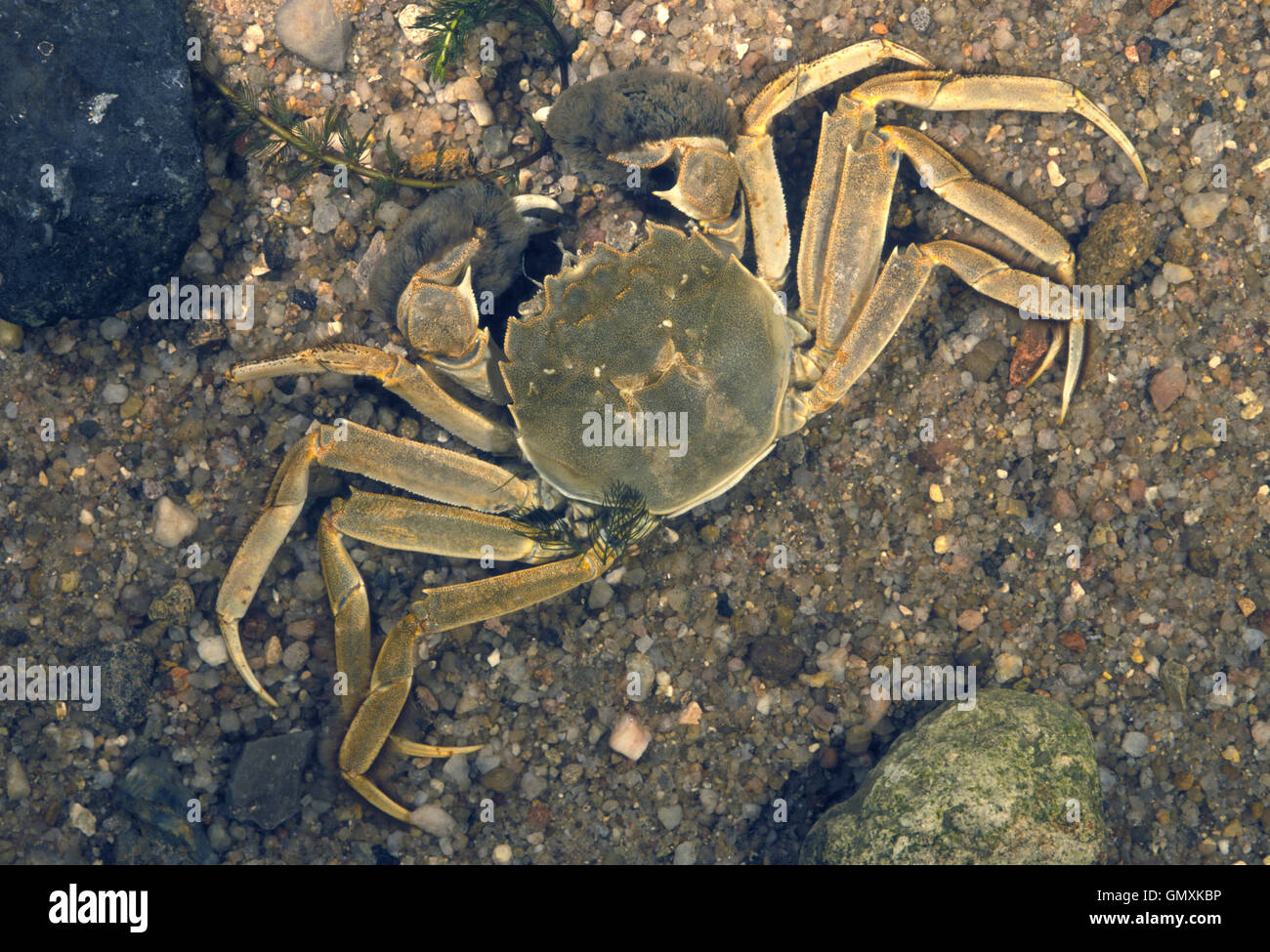 Chinese Mitten Crabs High Resolution Stock Photography and Images - Alamy