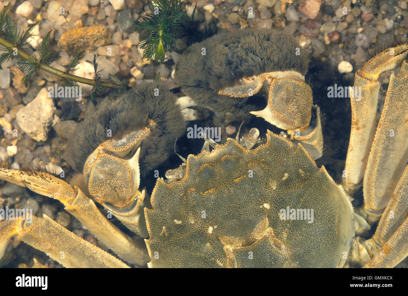 Chinese Mitten Crabs High Resolution Stock Photography and Images - Alamy