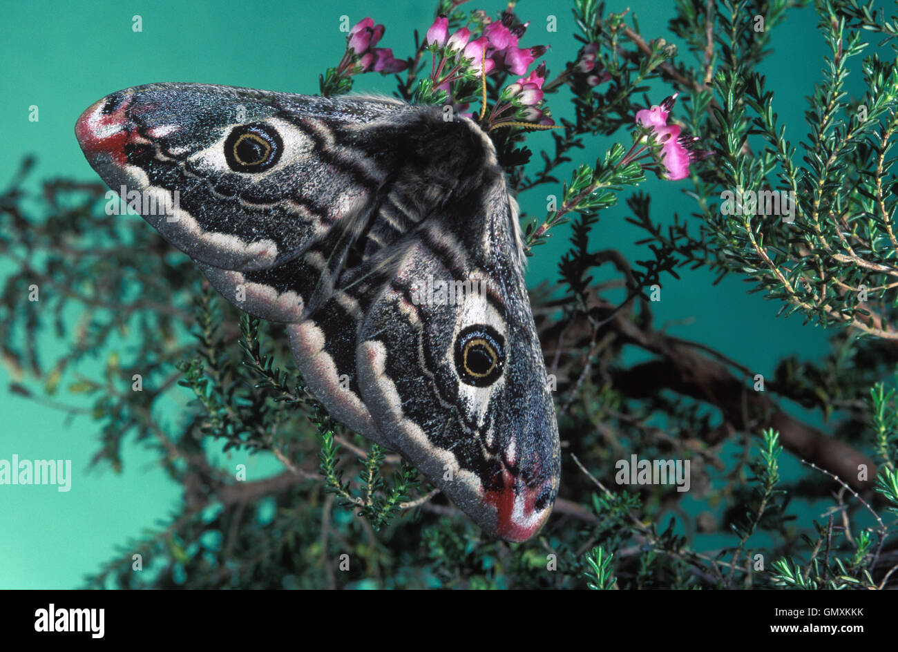 Very Large Moths High Resolution Stock Photography and Images - Alamy